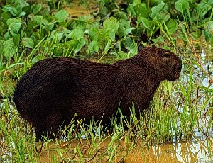 Alimentos Bogotá | My Web Dumpster | Page 2